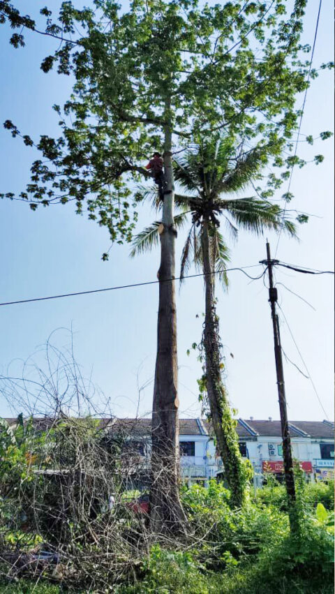 Servis Tebang &Potong Pokok | Merumput