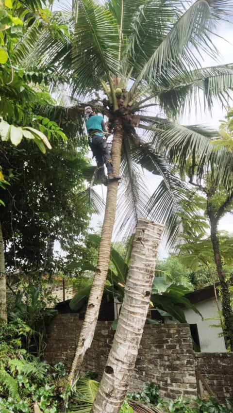Servis Tebang &Potong Pokok | Merumput