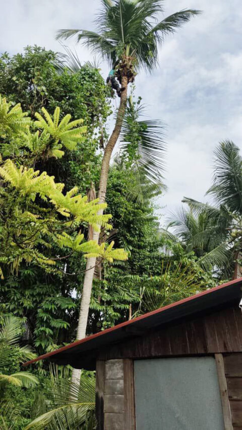 Servis Tebang &Potong Pokok | Merumput
