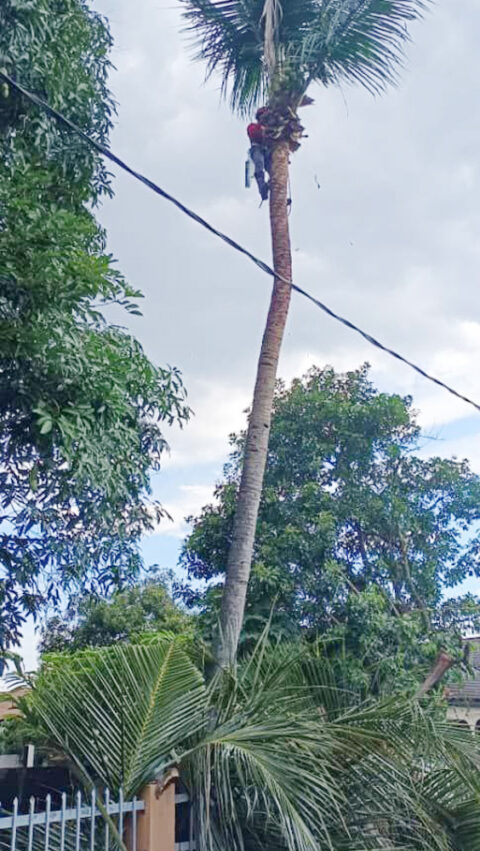 Servis Tebang &Potong Pokok | Merumput