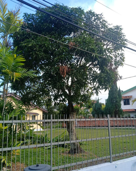 Servis Tebang &Potong Pokok | Merumput