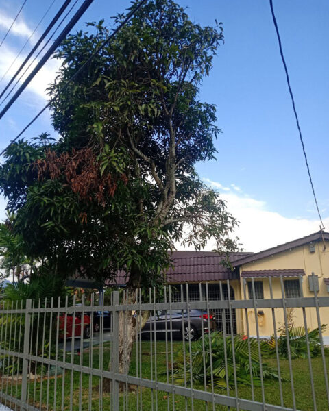 Servis Tebang &Potong Pokok | Merumput