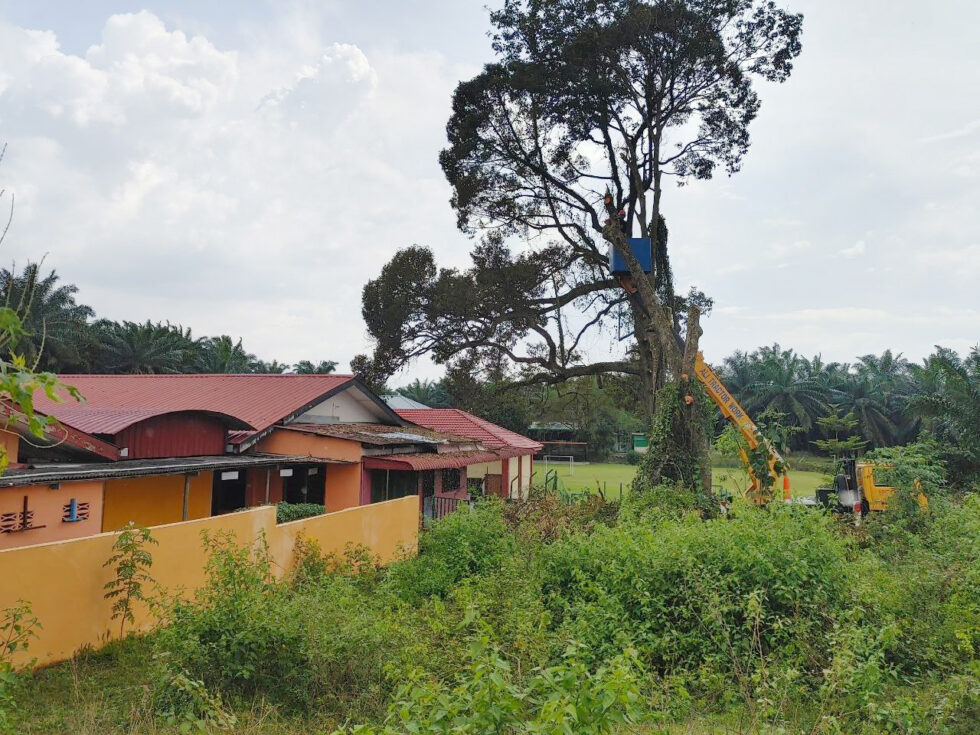 Servis Tebang &Potong Pokok | Merumput